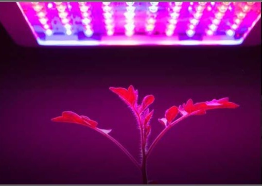 Horticulture Lighting - PhosphorTech